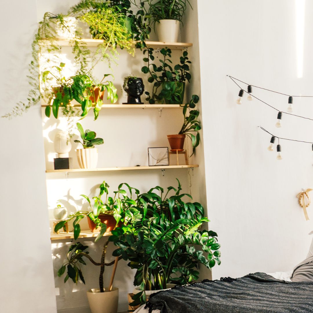 Plante de Interior Potrivite Semnului tau Zodiacal | Verdena - Comanda Online la Pret Avantajos ...