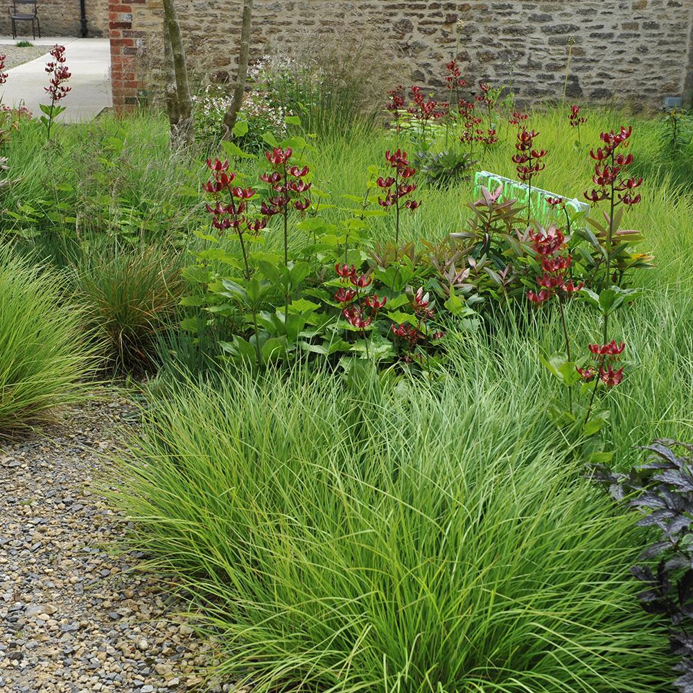 Plante Decorative Rezistente la Frig | Verdena - Comanda Online Plante de Gradina – VERDENA