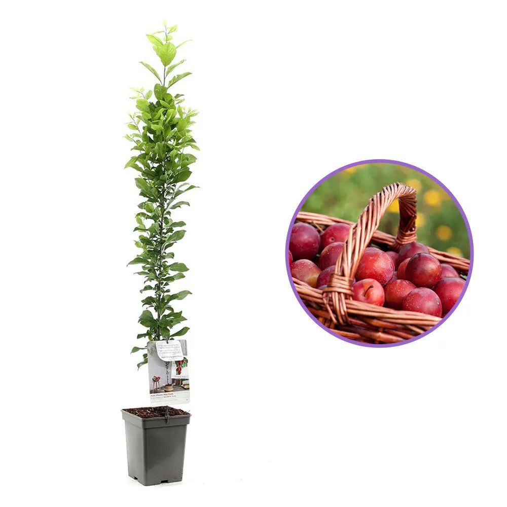 Prun Columnar (Prunus Domestica) Mirabelle Ruby | Verdena – VERDENA