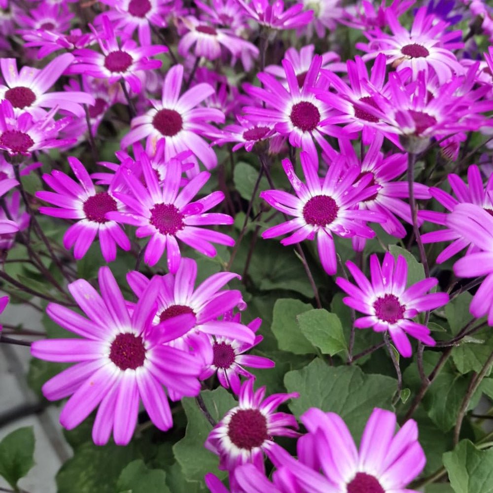 Senecio Senetti Winterhart