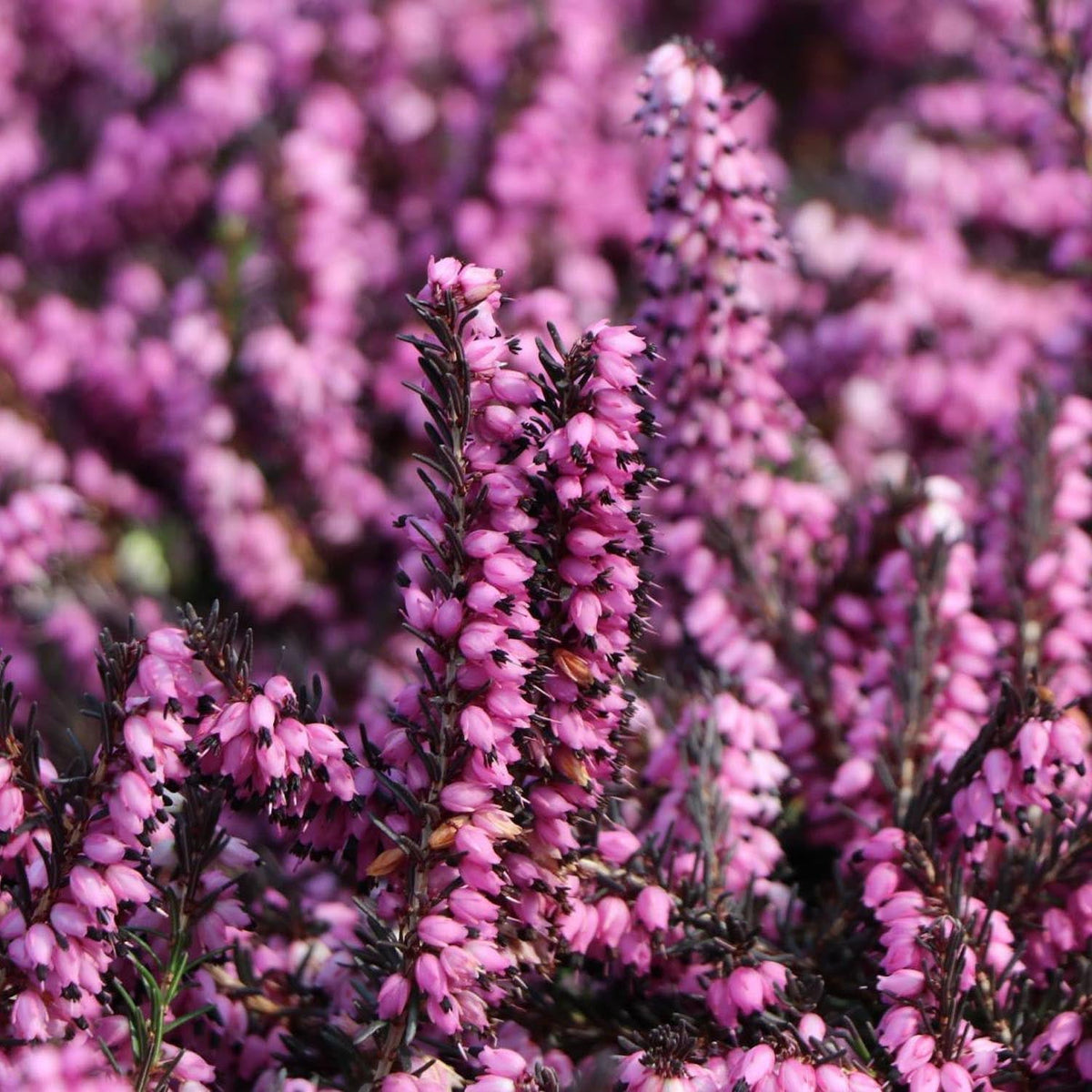 Calluna vulgaris (iarba neagra) si Erica – Ghid complet de ingrijire ...
