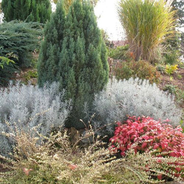 Chiparosul: Ghid Complet de Ingrijire, Plantare si Beneficii pentru Gr ...