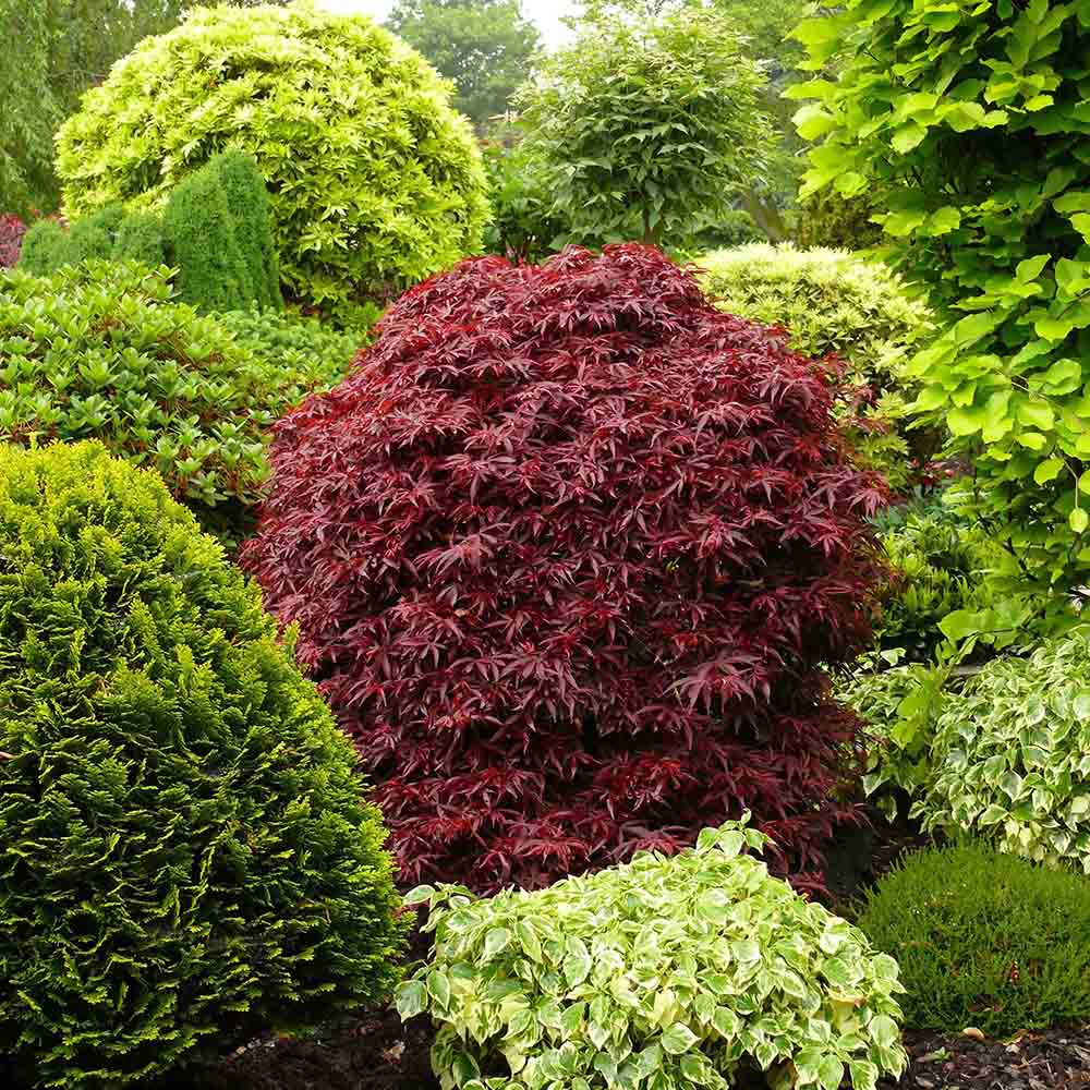 Artar Ornamental - Ghid Complet de Plantare si Ingrijire | Verdena ...