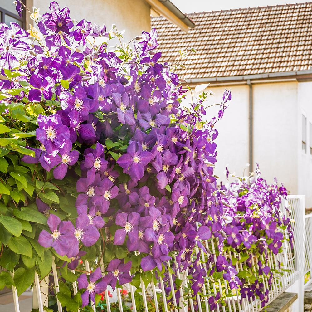 Plante Cataratoare - Alegere si Ingrijire pentru Gradina Ta | Verdena ...