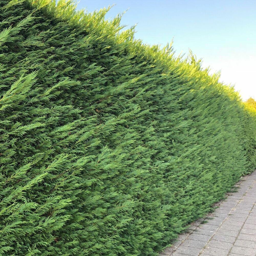 Chiparos Leylandii - Ghid Complet de Crestere si Ingrijire | Verdena ...