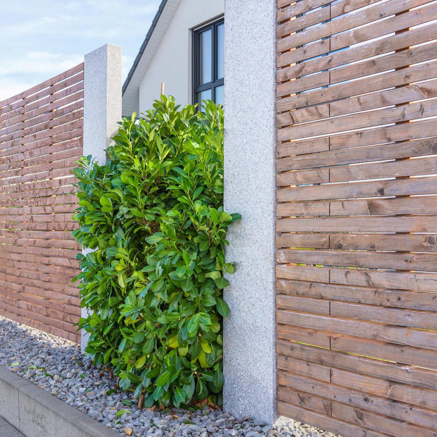 Gard Viu cu Crestere Rapida - Ghid Complet de Plantare | Verdena ...