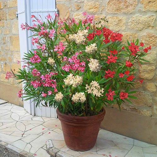 Leandru rezista iarna afara? Ghid complet de ingrijire – VERDENA