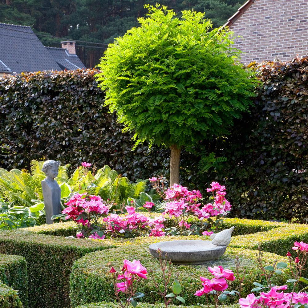 Arbori Ornamentali pentru Gradina - Top Recomandari | Verdena - Comanda ...