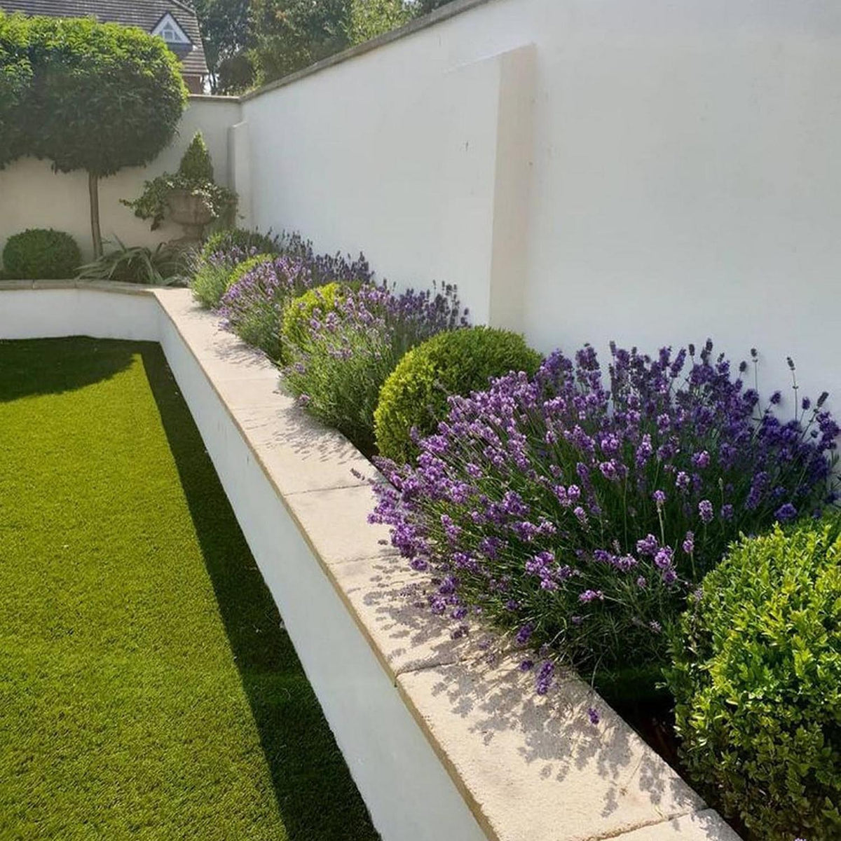 Arbusti pentru Gradina - Top Recomandari si Sfaturi de Ingrijire ...