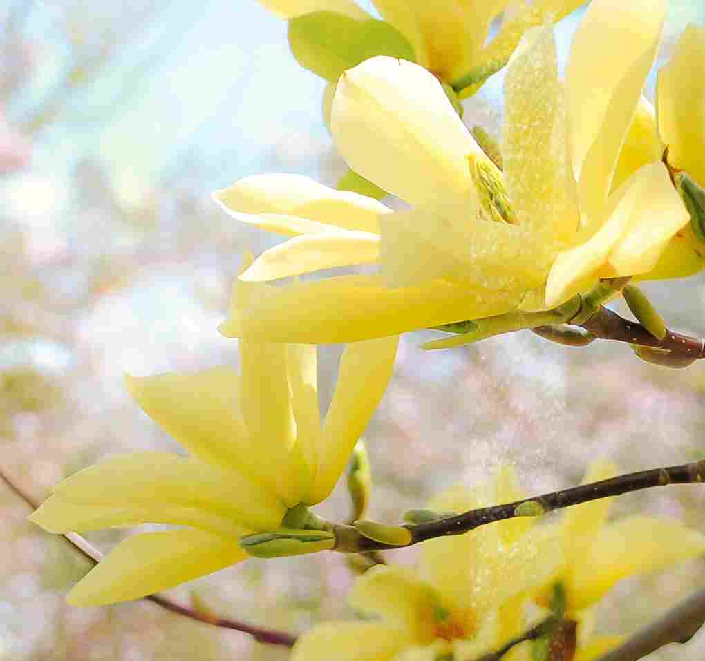 Magnolii | Splendoare si Eleganta Primavara | Verdena.ro – VERDENA