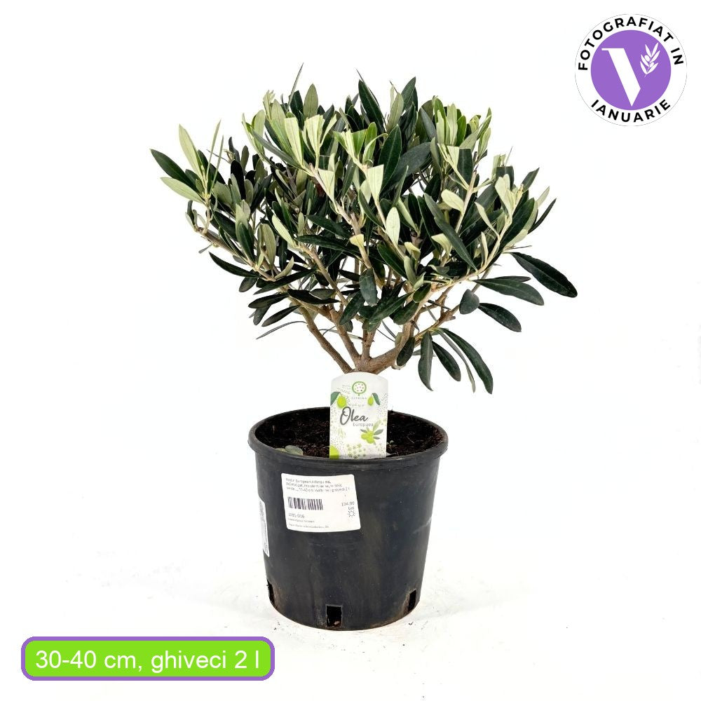 Maslin European Bonsai Arbequina Aclimatizat 30/40 cm | Verdena – VERDENA