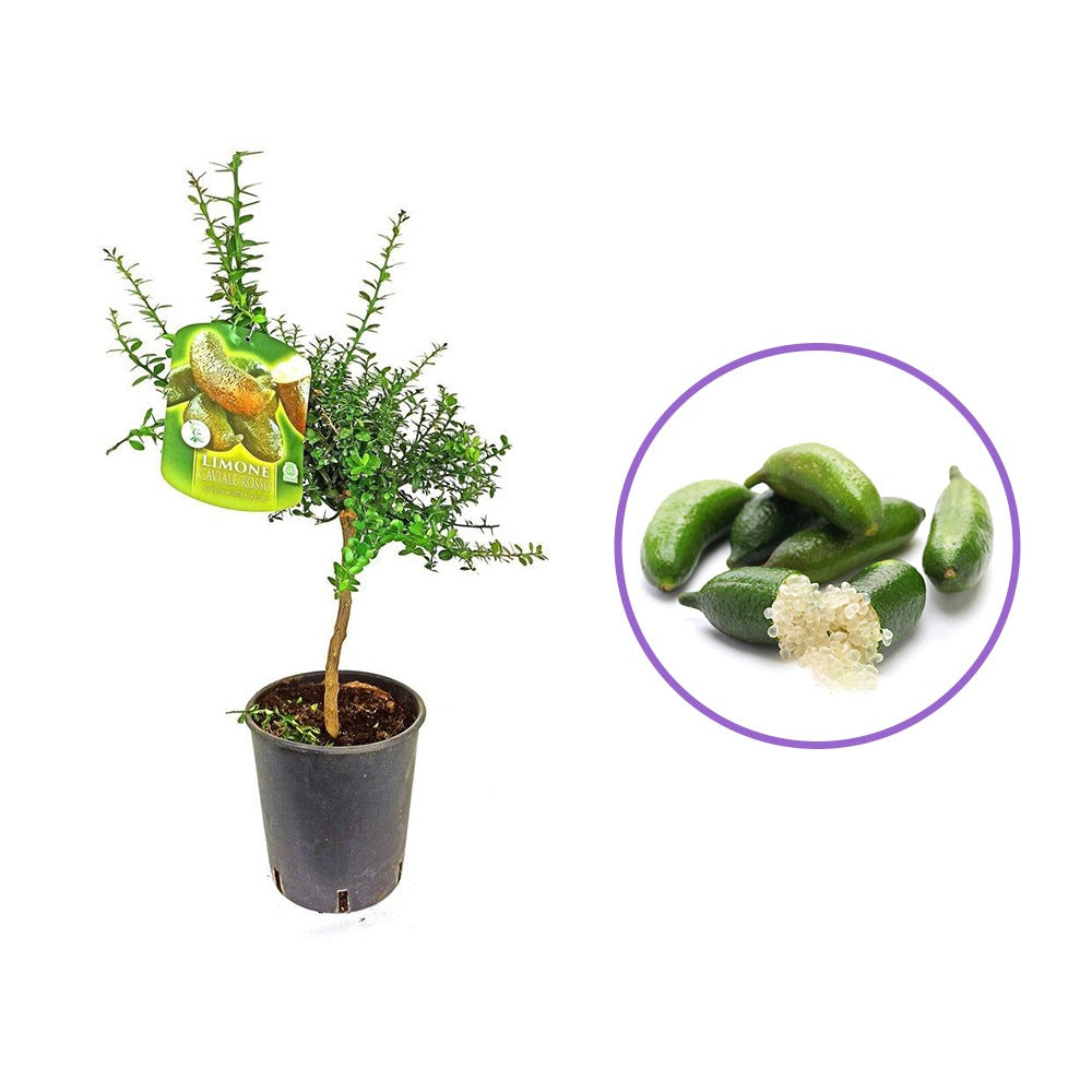 Pom Lamai Caviar (Citrus Australasica) | Verdena – VERDENA