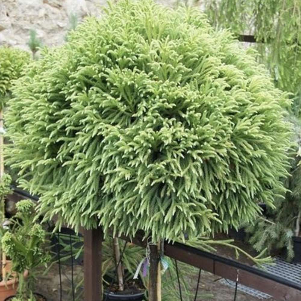 Cryptomeria japonica Globosa Nana pe tulpina | Verdena – VERDENA