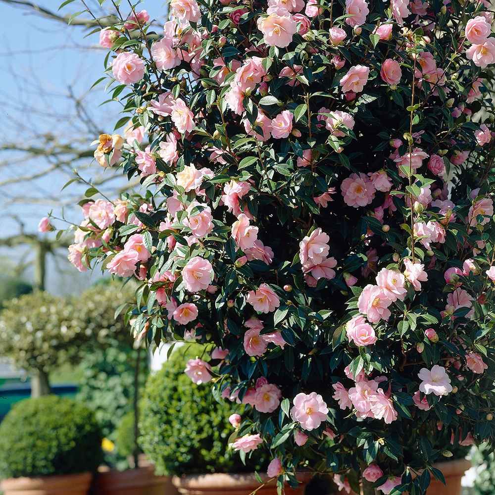 Trandafir Japonez roz Camellia Bonomiana | Verdena – VERDENA