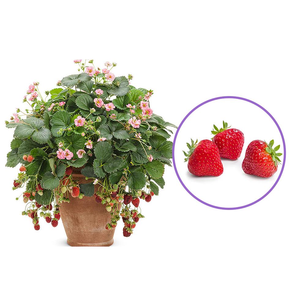 Capsuni curgatori Delizz compacti si remontanti | Verdena – VERDENA