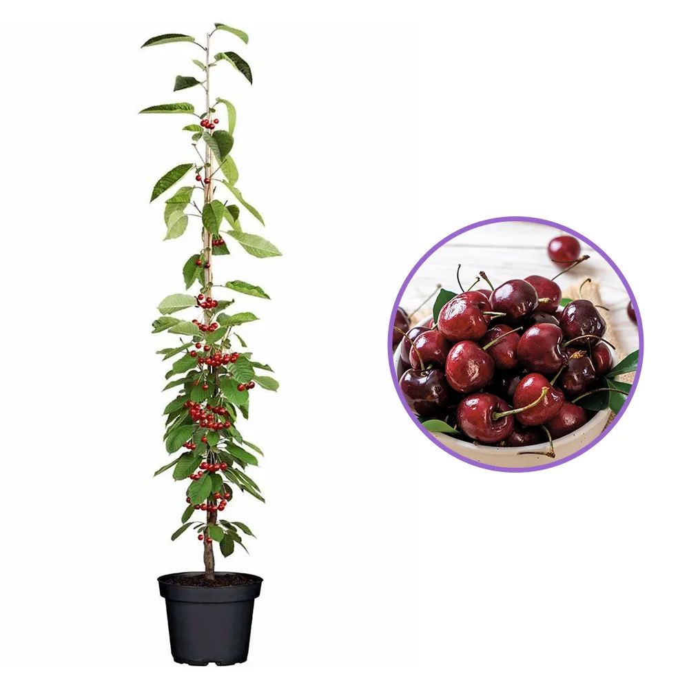 Cires Columnar (Prunus Avium) Sylvia cu fructe dulci | Verdena – VERDENA