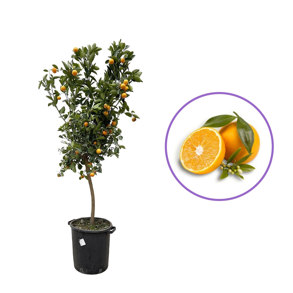 Portocal Biondo (Citrus sinensis), cu fructe dulci | Verdena – VERDENA