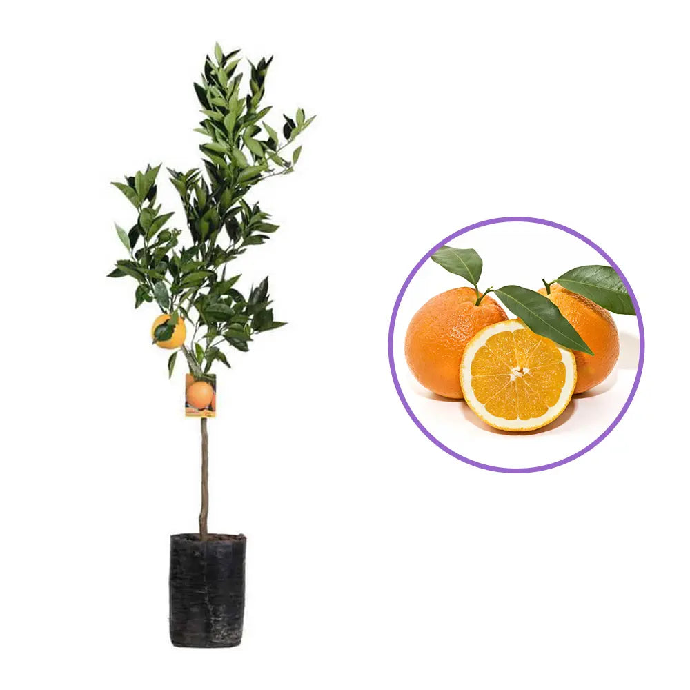 Portocal Lane Late (Citrus sinensis) | Verdena – VERDENA
