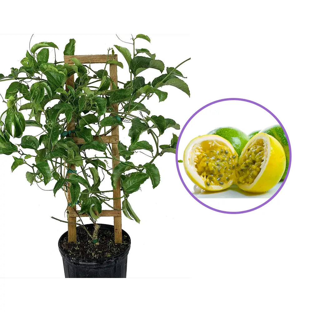 Fructul pasiunii galben (Passiflora edulis Fo edulis) | Verdena – VERDENA