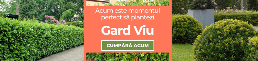 Plante Ornamentale de Gradina & Apartament | Verdena.ro 💜 – VERDENA