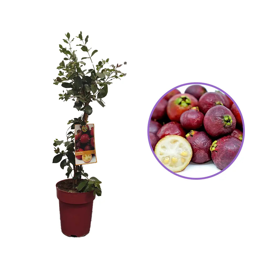 Guava Capsuna (Psidium cattleianum) | Verdena – VERDENA