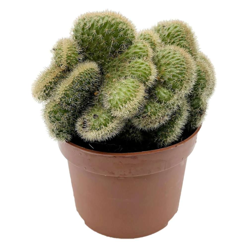 Cactus Coada de Maimuta Crestata (Hildewintera) - 20 cm | Verdena – VERDENA