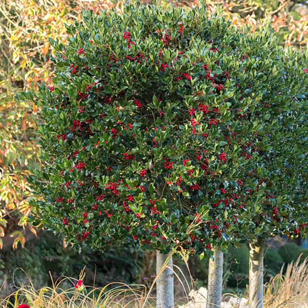 Laur Japonez (Ilex) Alaska Tip Copacel | Verdena – VERDENA