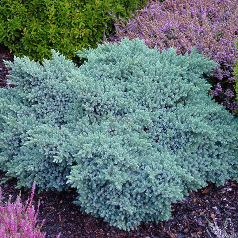 Ienupar tarator Albastru Blue Star | Verdena – VERDENA