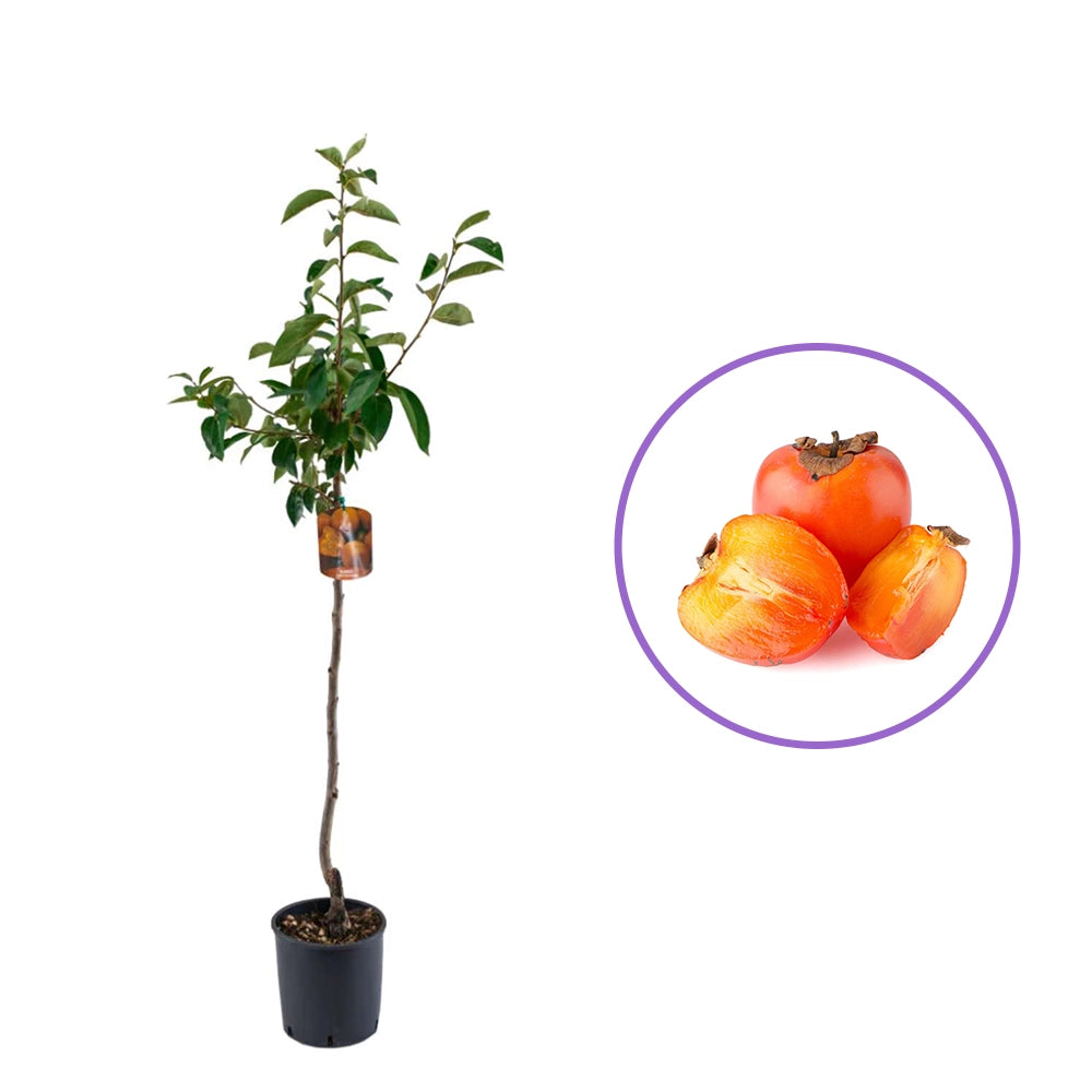 Pom Kaki Cioccolatino (Diospyrus) Curmal Japonez | Verdena – VERDENA