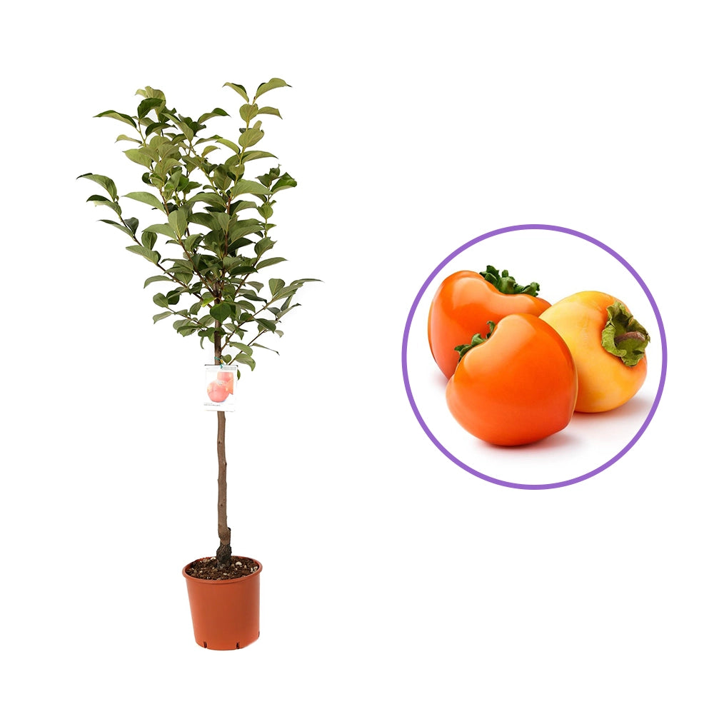 Pom Kaki Rojo Brilliante (Diospyrus) Curmal Japonez| Verdena – VERDENA