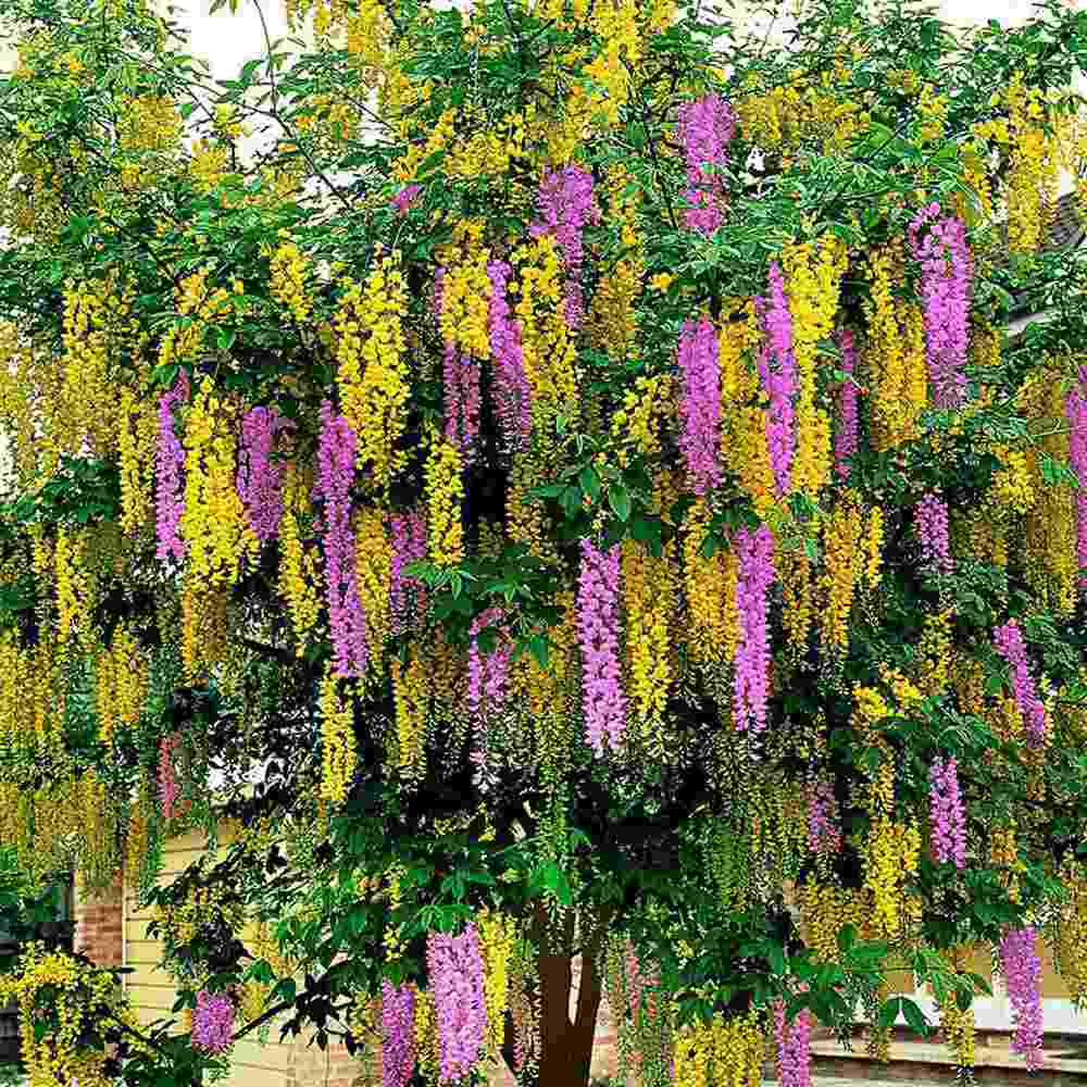 Salcamul Lui Adam (Laburnocytisus Adamii) | Verdena – VERDENA