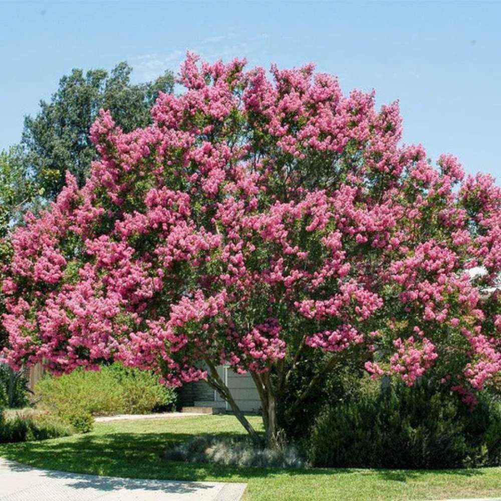 Liliac Indian mov-pal Muskogee (Lagerstroemia) | Verdena – VERDENA