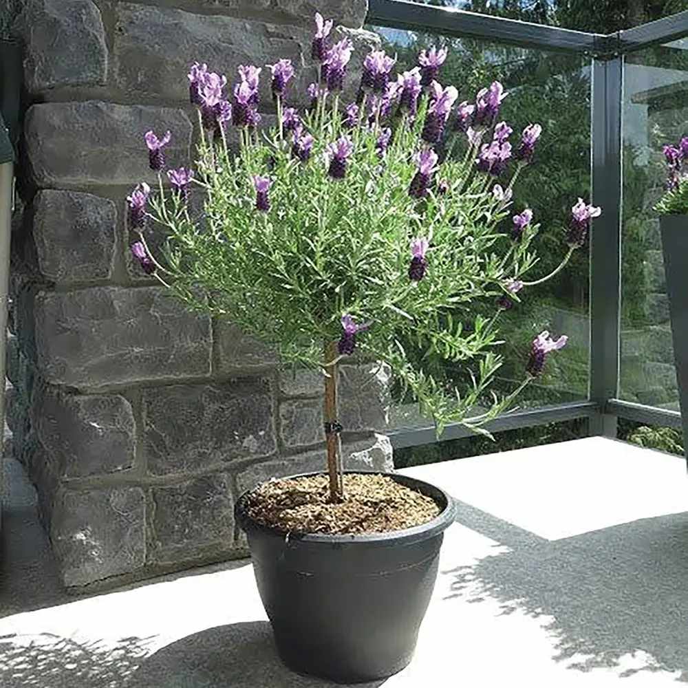 Lavanda Spaniola Anouk Tip Copacel | Verdena – VERDENA