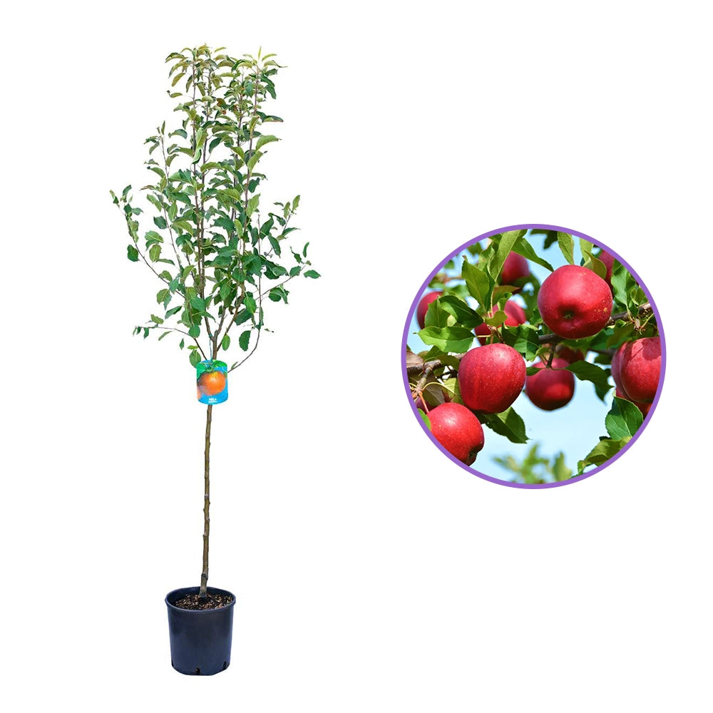 Mar (Malus) Stayman Red, cu fructe rosii dulci | Verdena – VERDENA