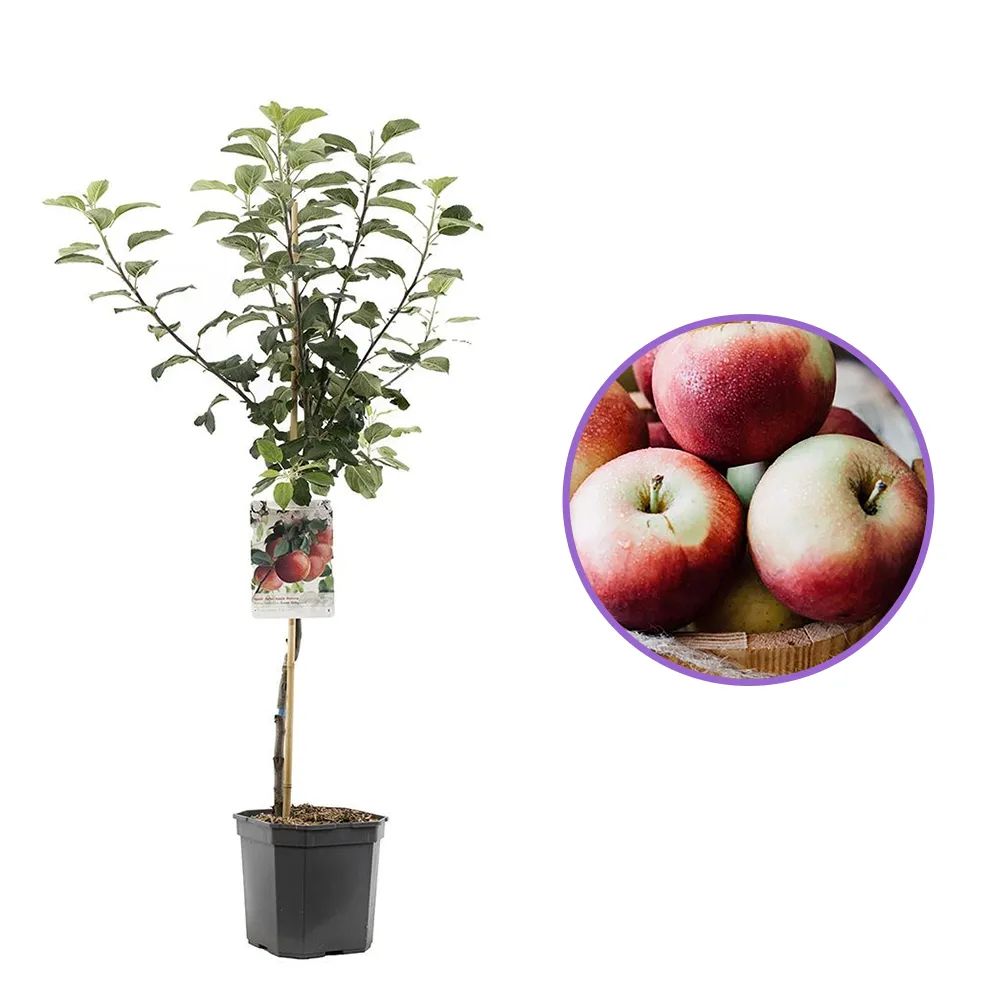 Mar (Malus) Zoete Ermgaard cu fructe dulci roscat-verzui | Verdena ...