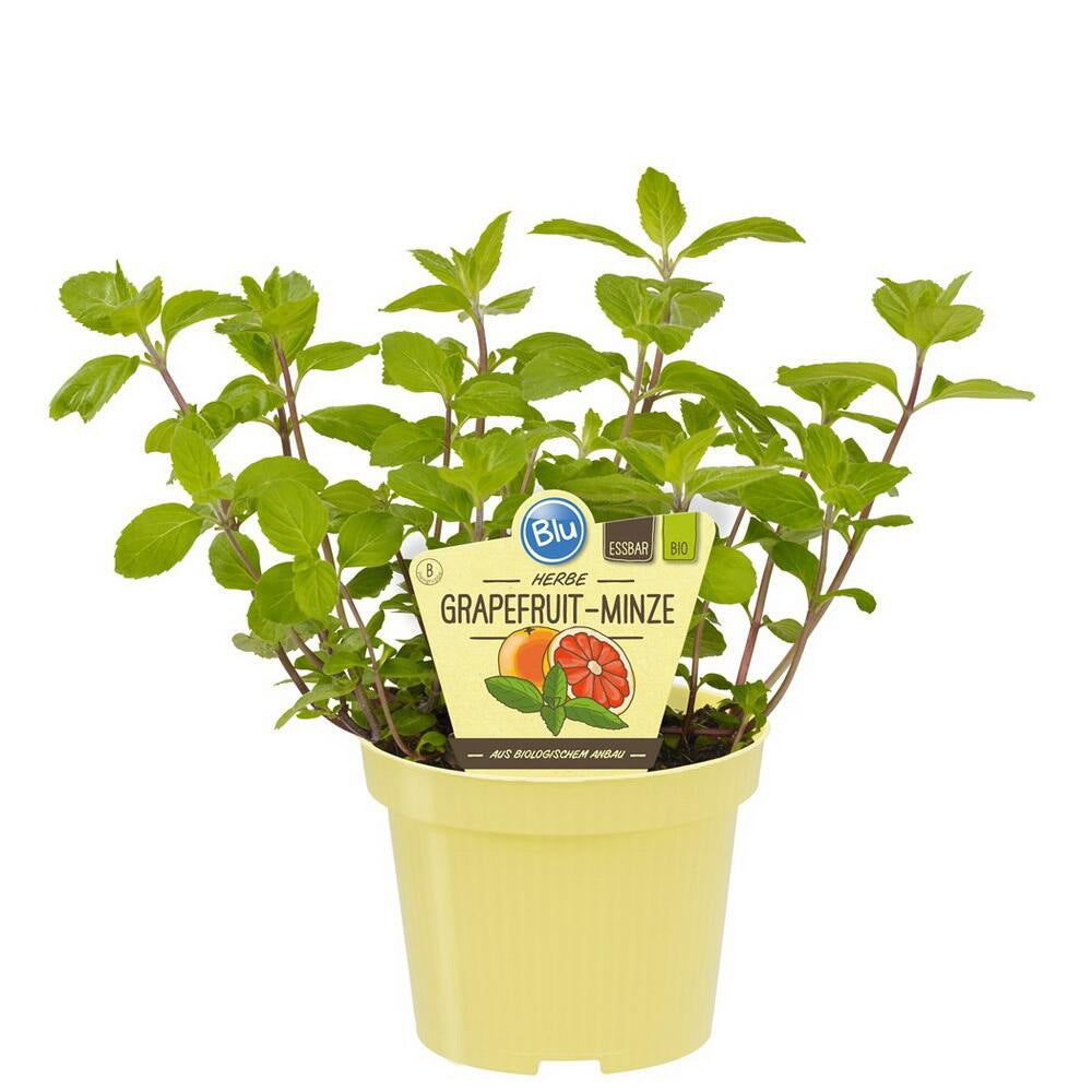 Menta Mentha piperita Cinderella cu parfum dulce mentolat | Verdena ...