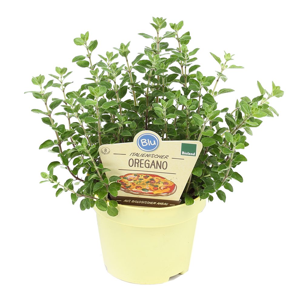 Oregano salbatic (Origanum vulgare) Planta aromatica | Verdena – VERDENA
