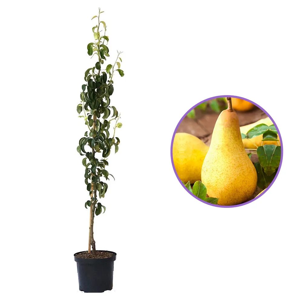 Par Columnar Obelisk (Pyrus Communis) cu fructe dulci | Verdena – VERDENA