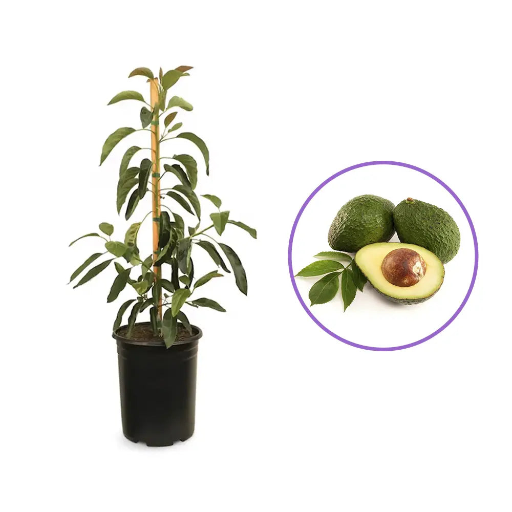 Pom Avocado (Mangifera indica) in Ghiveci | Verdena – VERDENA