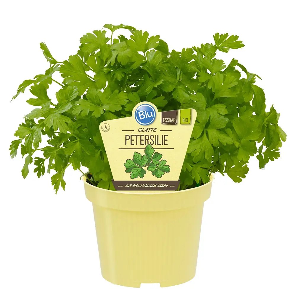 Patrunjel (Petroselinum crispum) Planta aromatica | Verdena – VERDENA