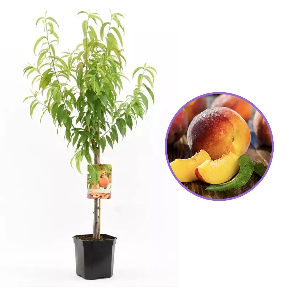 Piersic Peregrine (Prunus persica) cu fructe dulci galbene | Verdena ...