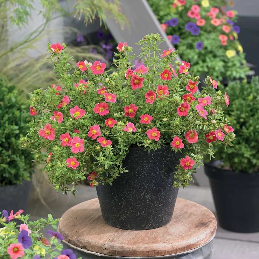 Coada racului (Potentilla) Red Joker | Verdena – VERDENA