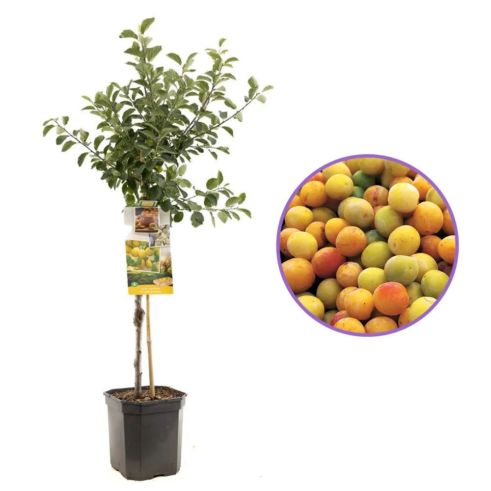 Prun (Prunus Domestica) Mirabelle de Nancy | Verdena – VERDENA