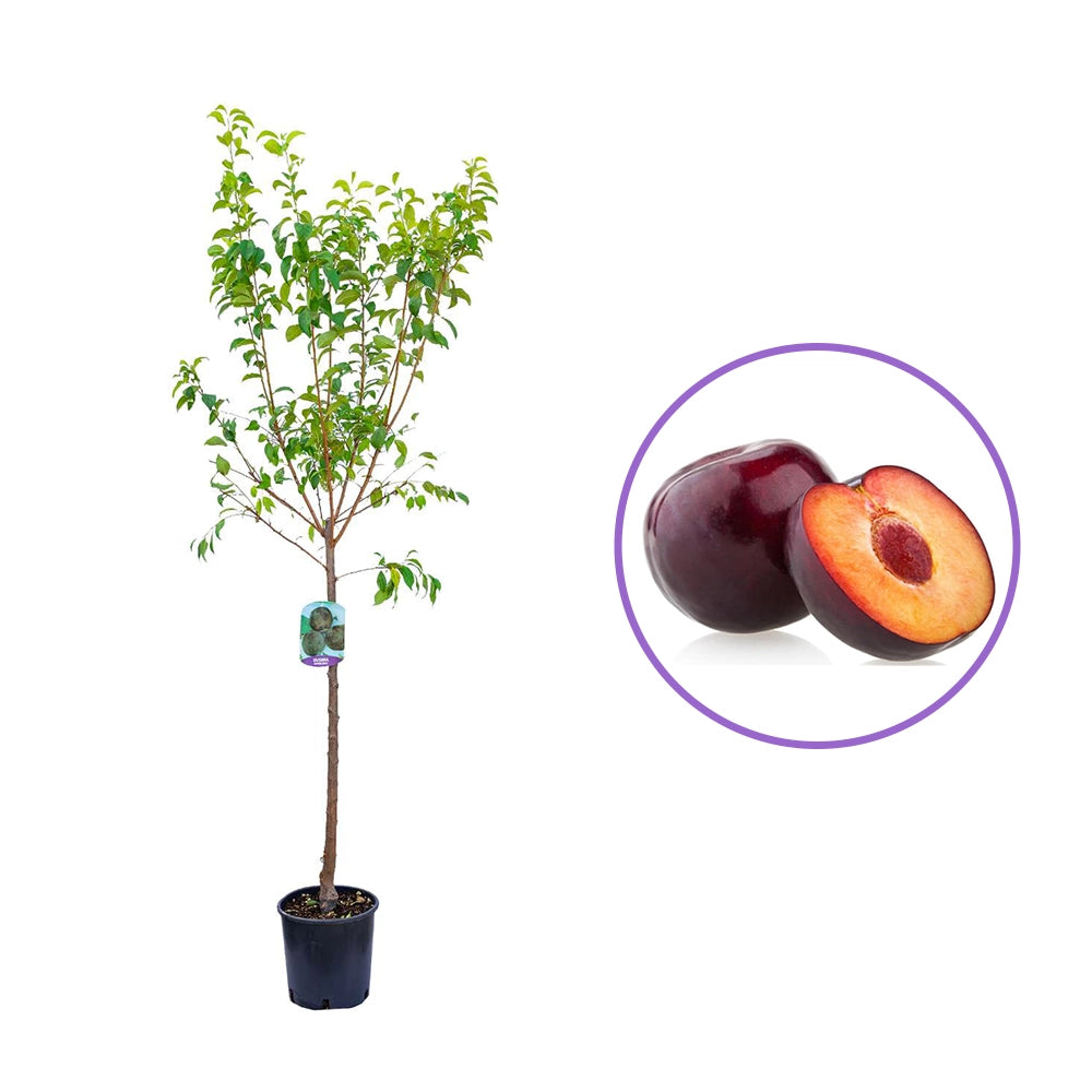 Prun Black Diamond (Prunus Domestica) | Verdena – VERDENA