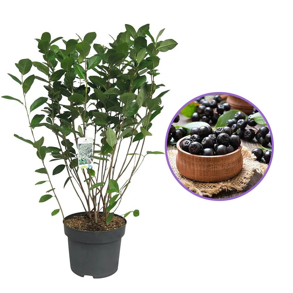 Scorus Negru Aronia Viking | Verdena – VERDENA