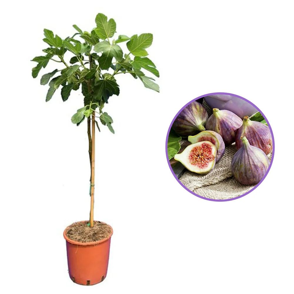 Smochin Copac (Ficus Carica) Brown Turkey | Verdena – VERDENA