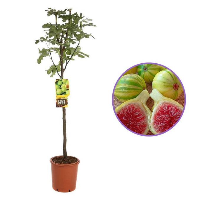 Smochin – pom fructifer exotic, perfect pentru climatul temperat – VERDENA