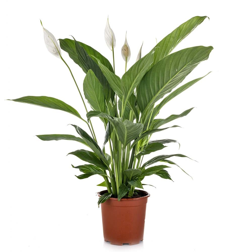Crinul Pacii Spathiphyllum Chopin - 40 cm | Verdena – VERDENA