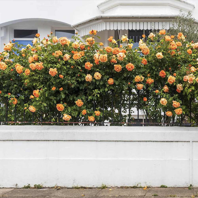 Trandafir Catarator Orange Dawn | Verdena – VERDENA