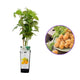 Zmeura Galbena Golden Everest (Rubus Idaeus) | Verdena – VERDENA